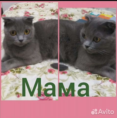 Шотландская вислоухая