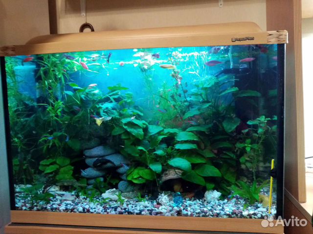 Рыбки гуппи