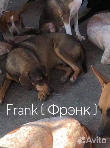 Фрэнк, большой пес, мечтает обрести дом