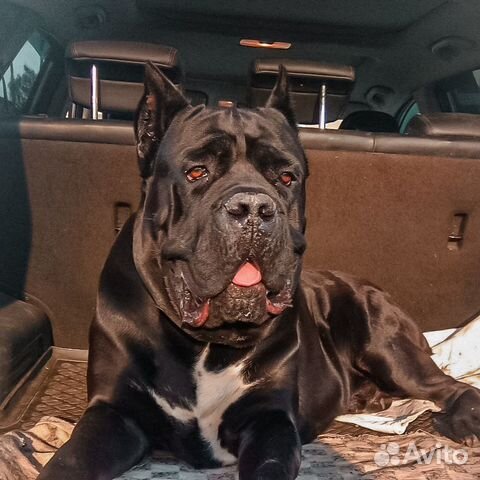 Итальянский Кане-корсо вязка