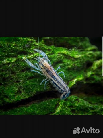 Карликовый болотный рак