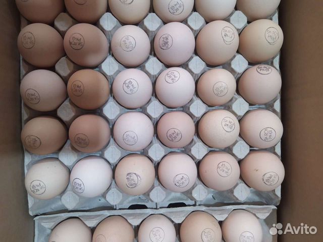 Инкубационное яйцо на 2021 год