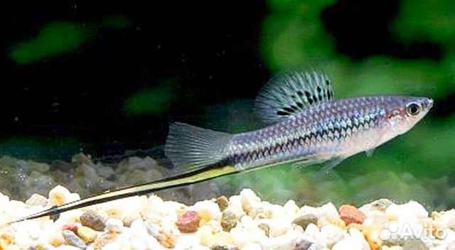 Меченосец королевкий Монтесума