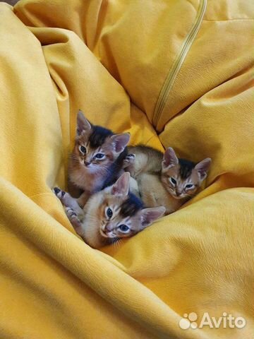 Абиссинские котята