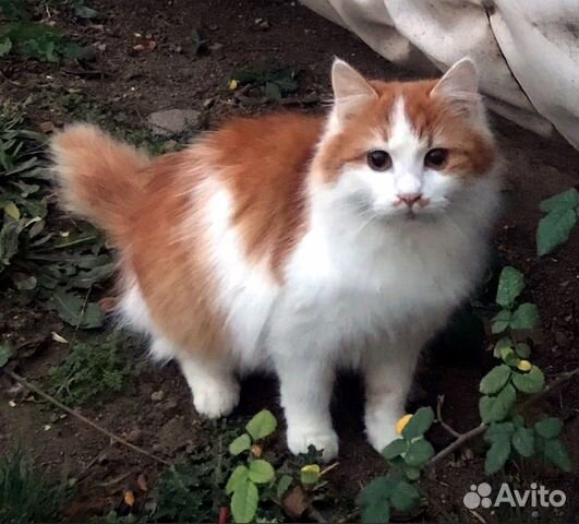Ах, какая кошечка