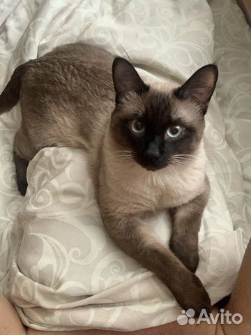 Тайский кот вязка