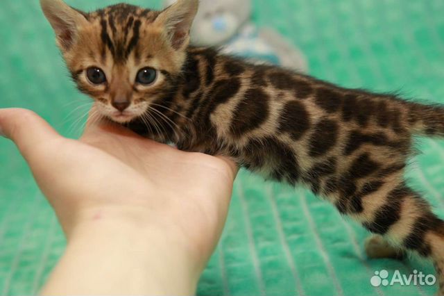 Бенгальские котята
