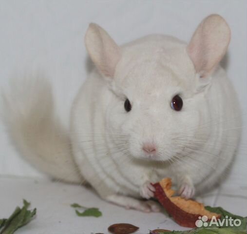 Шиншилла. Мальчик. Голдбар