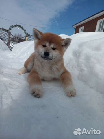 Щенки акита акитаину акита-ину