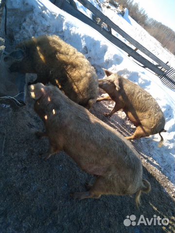 Свиноматки супоросные мангалица