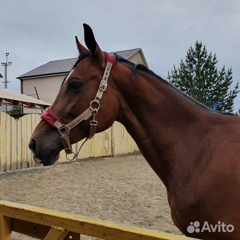 Лошадь. Русская рысистая кобыла