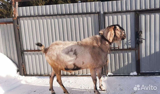 Продам англо нубийского козла