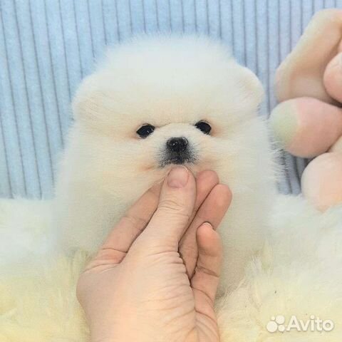 Померанский шпиц белый мальчик пом