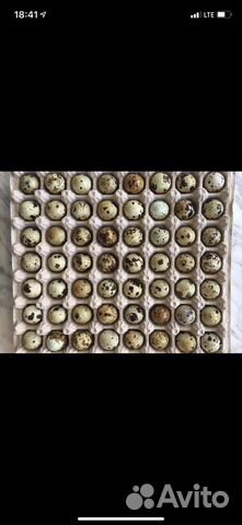 Инкубационное перепелиное яйцо