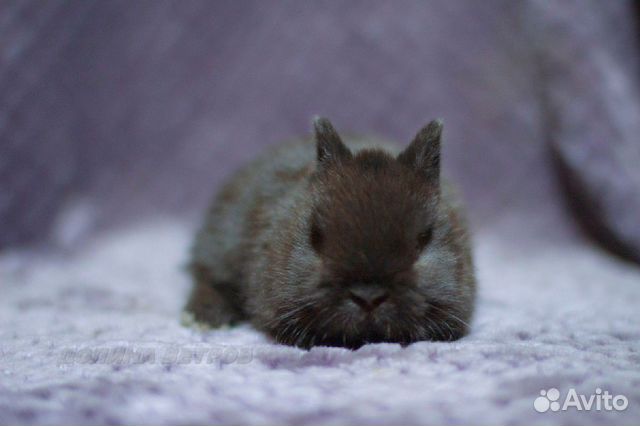 Декоративный кролик Минор, окрас сепия, самка