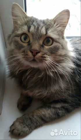 Котик Тофик раскрасавчик и умница 1 годик спасеныш
