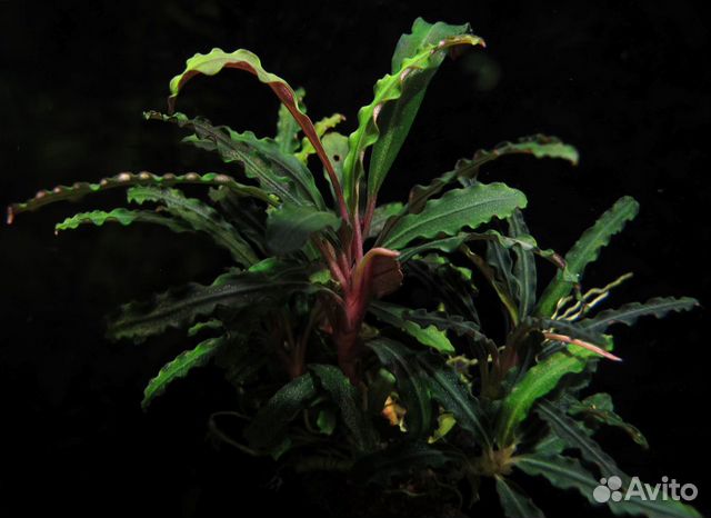 Bucephalandra sp. Velvet Leaf 2