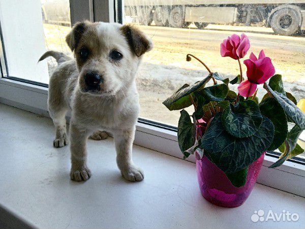 Маленькая Принцесса ищет дом и семью