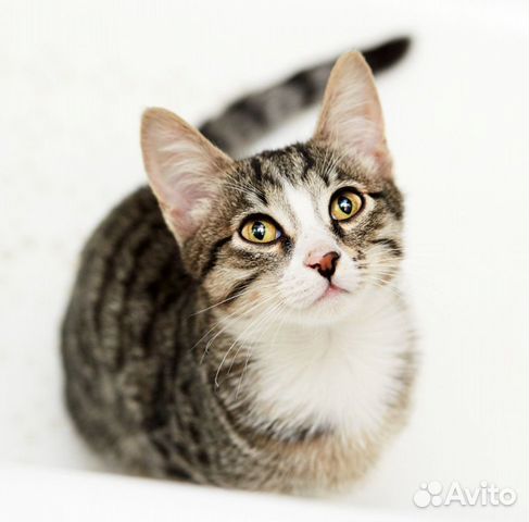 Ласковые котята 3,5 месяца в добрые руки