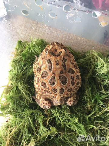 Лягушка рогатка (обмен или продажа )