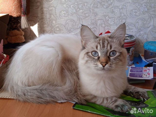 Кошка для вязки, замуж, замуж хочу