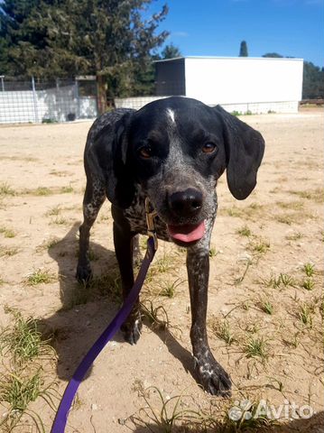 Метис курцхаар ищет дом