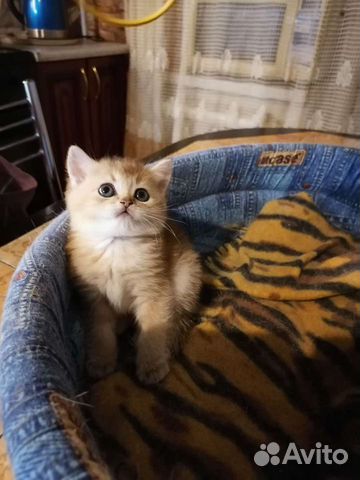 Золотая шиншилла