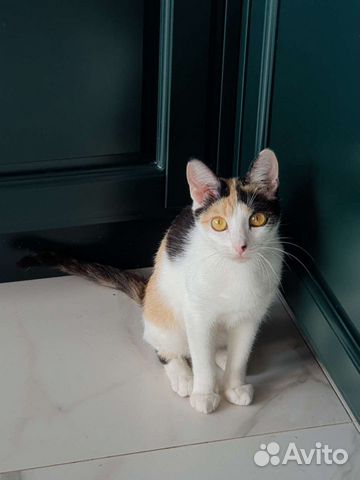 Котенок в дар/кошечка с сердечком