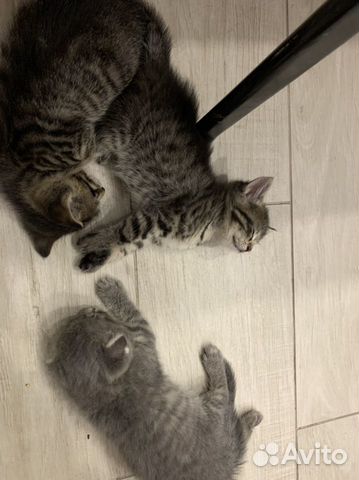 Котята в добрые руки бесплатно Веслоушек и прямоуш