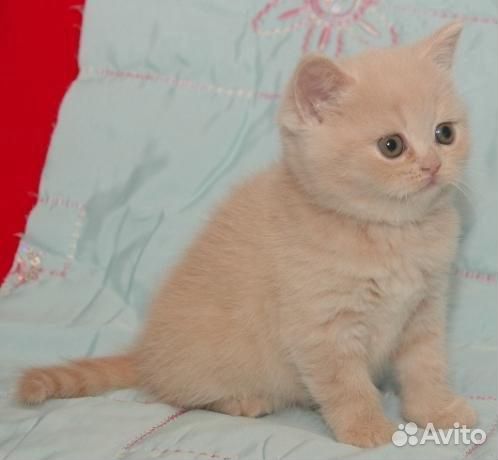 Крем брюле шотландские котики