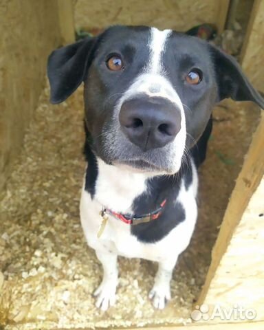 Собака Тина ищет дом и своего человека