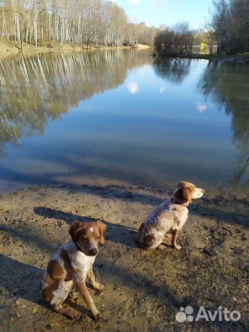 Эпаньоль Бретон