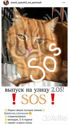 Рыжая кошка в дар сос