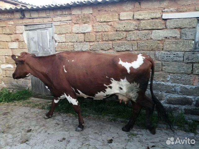 Корова дойная