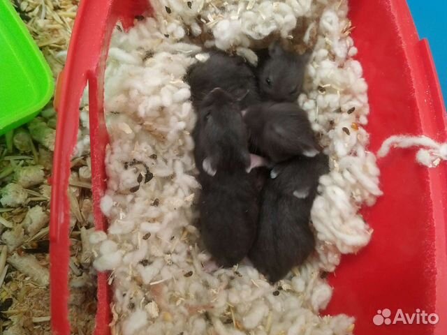 Хомяк Кемпбелла