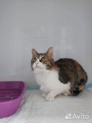 Кошечка ищет передержку или сразу дом