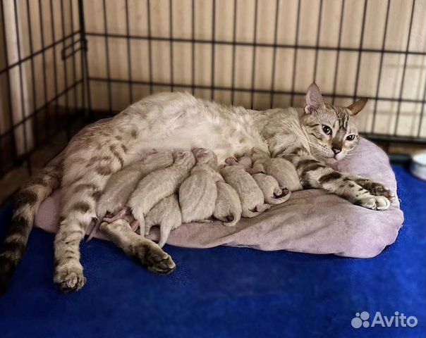 Снежные бенгальские котята