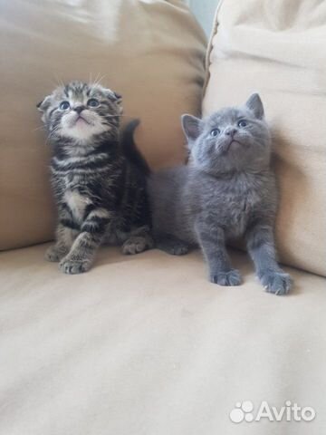 Плюшевые мальчики