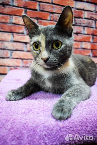 Кошечка Лилу 1,5 года ищет дом