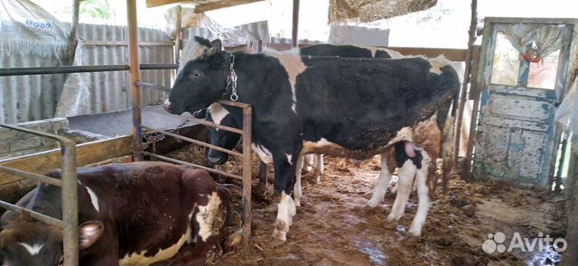 Быки на мясо