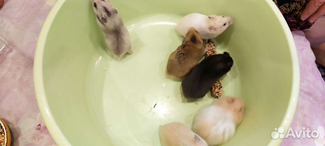 Сирийский хомяк бесплатно