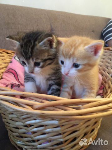 Котята