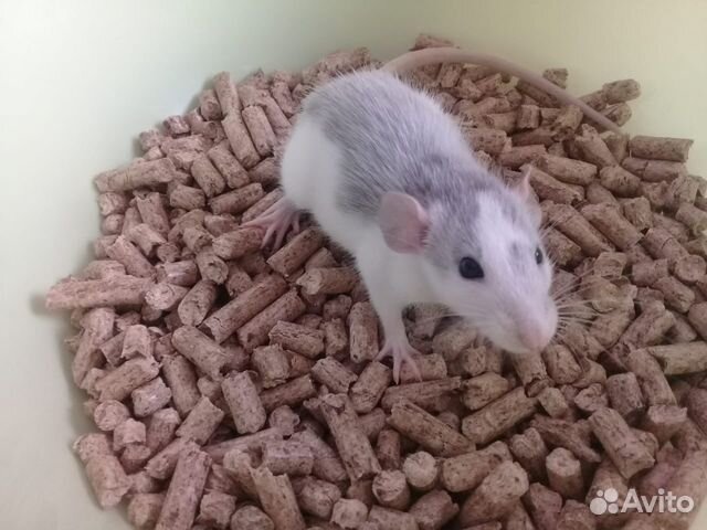 Крысята дамбо