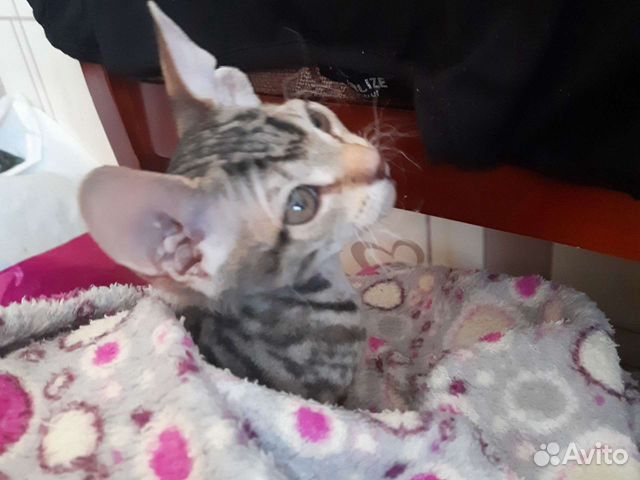 Котёнок донского сфинкса