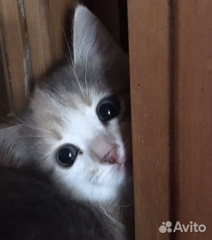 Трехцветный котенок на счастье