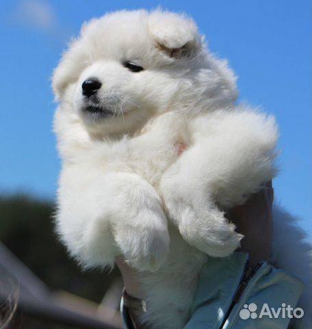 Супер медвежата малыши Самоедской собаки