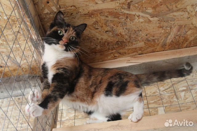 Неповторимая и удивительная красавица-кошка