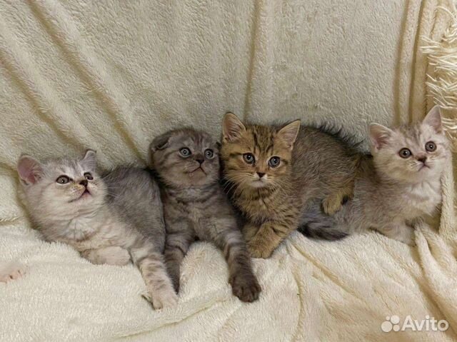 Плюшевые котята прямоухие и вислоухие