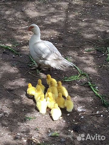 Утка с утятами. Белые шептуны