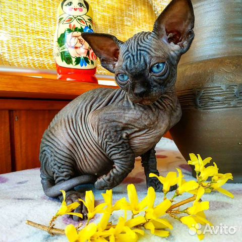 Милейшая куколка